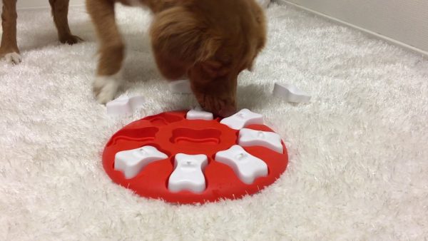 5 Best Interactive Puzzle Toys for Smart Dogs in 2025 - Paws Amigo